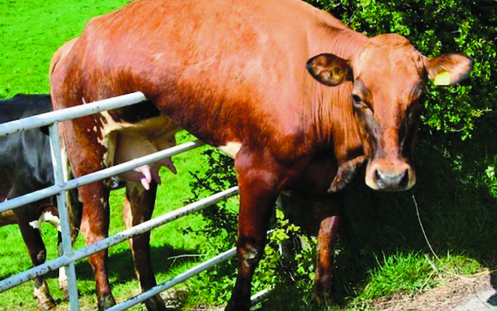 Time to jump off the fence...