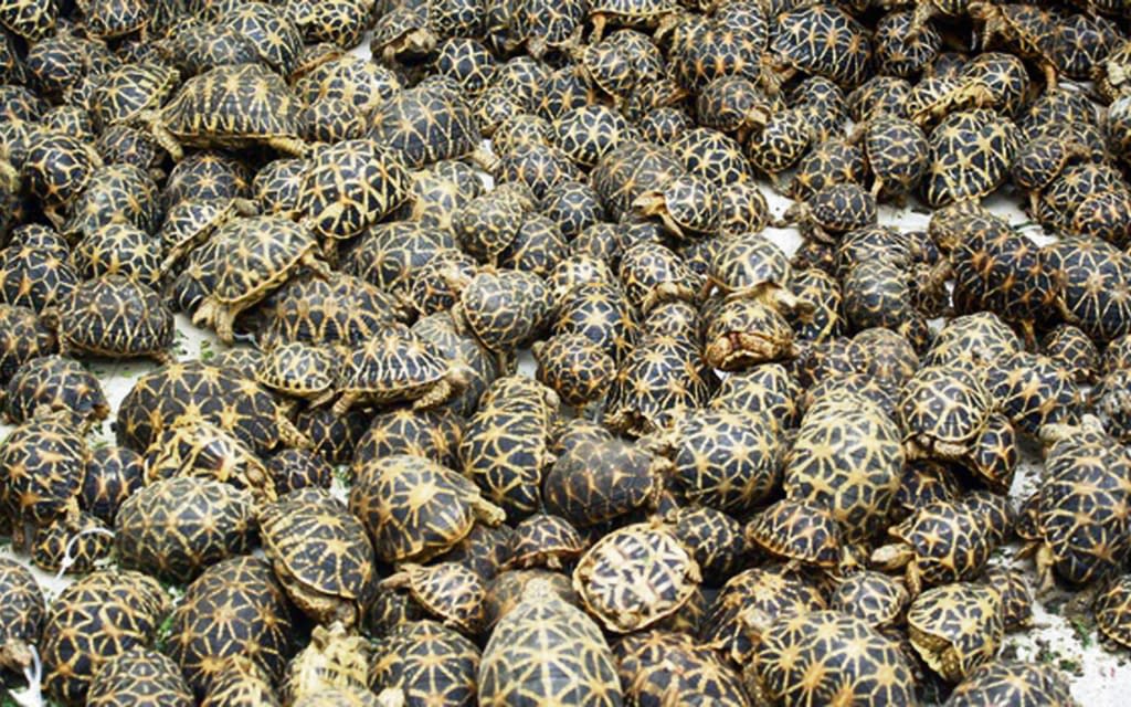 500 star turtles seized at Chennai airport...